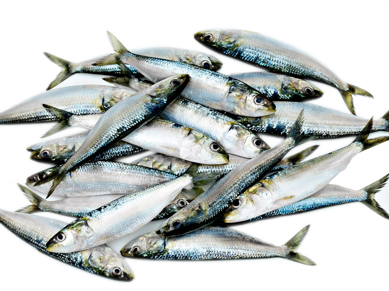 Baby Sardines @ www.freshtohome.com - Freshtohome Blog