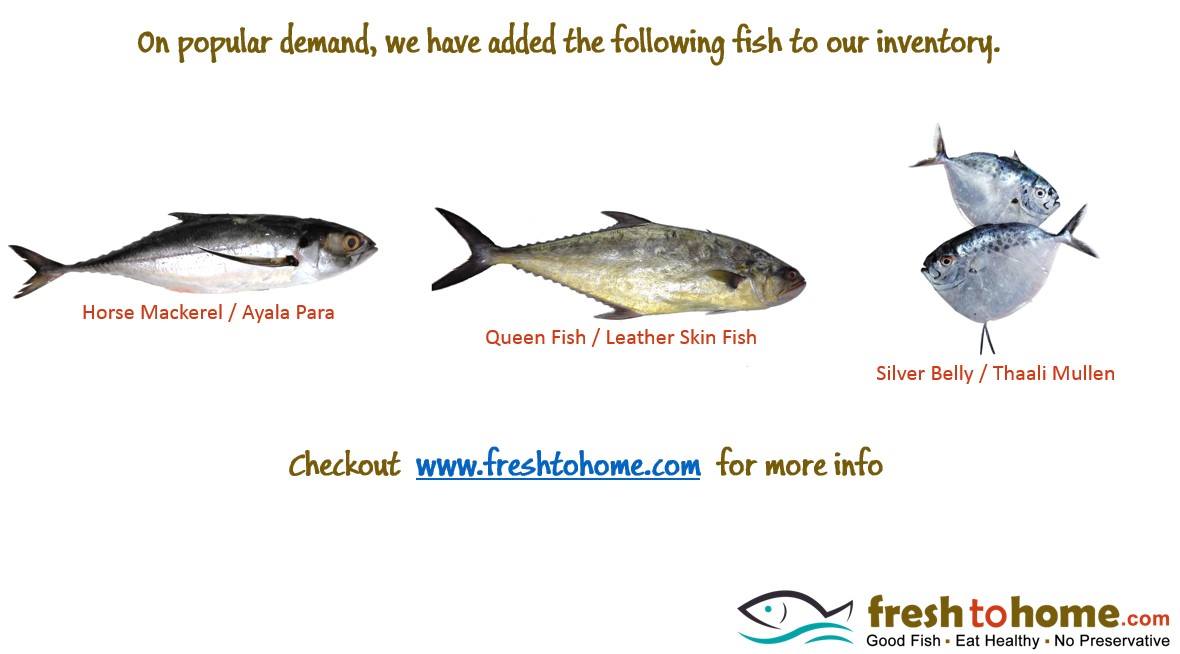 Queen Fish Archives - Freshtohome.com