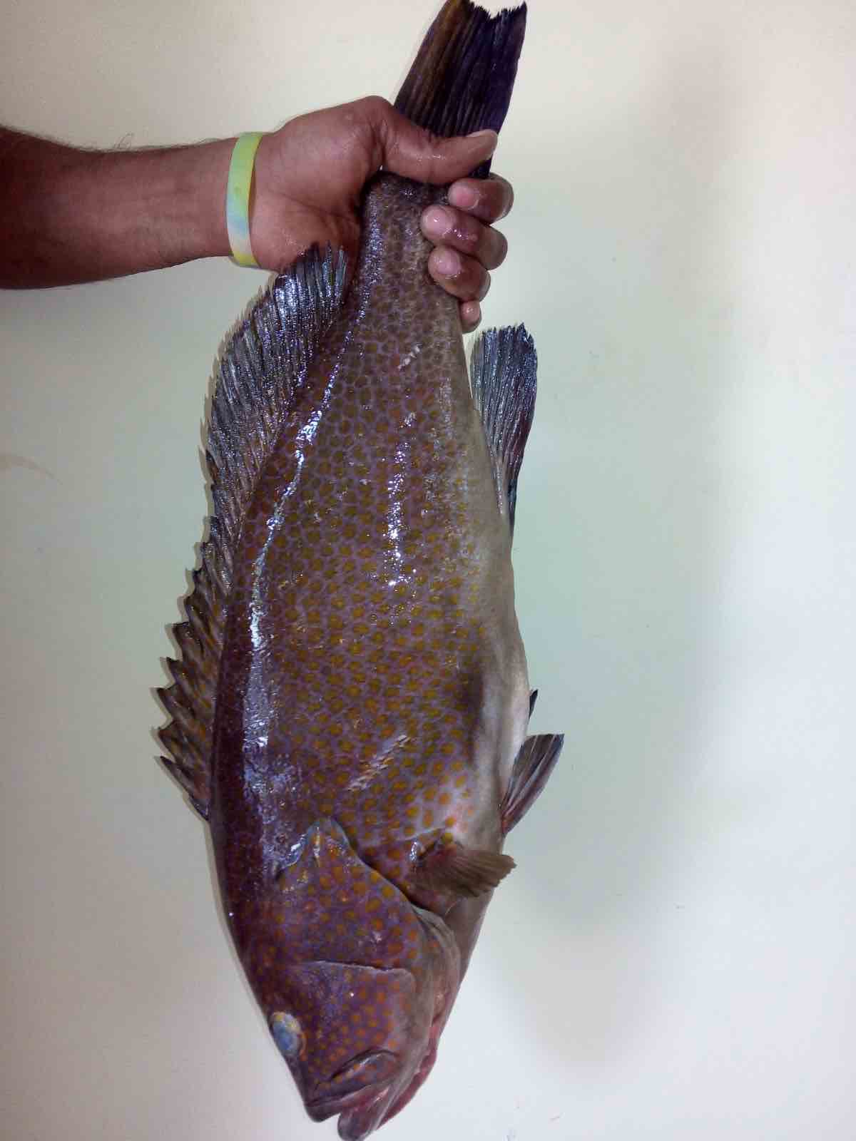 Freshtohome.com - Reefcod fun facts!