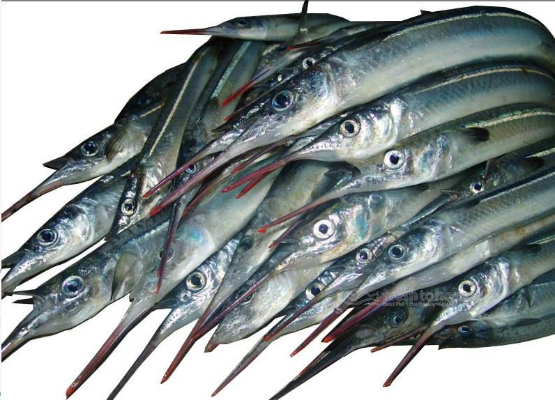 Freshtohome.com - Large Garfish / Kola Meen for Rs.221/kg