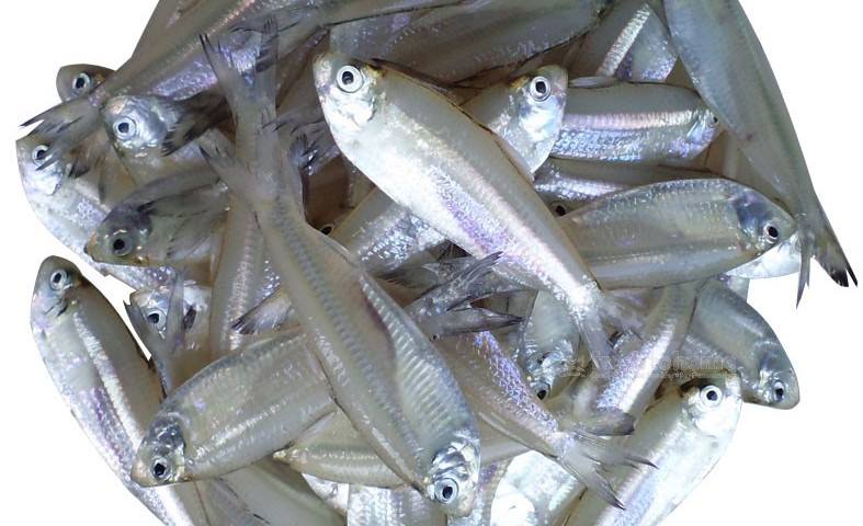 Freshtohome.com - White Sardine / Veloori is now available for Rs.220 /kg
