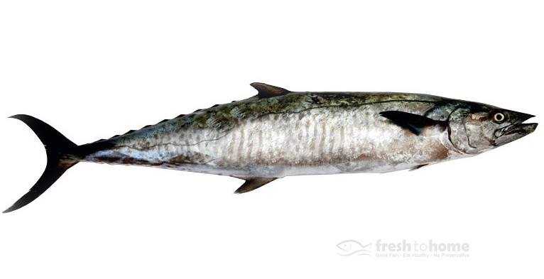 Freshtohome.com - Premium Seer Fish / Surmai / Neymeen (Large 5 Kg+)
