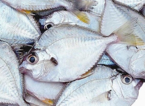 Freshtohome.com - Pony Fish / Mullan