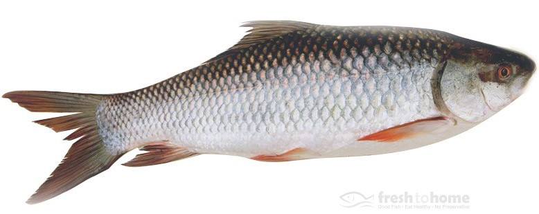 Freshtohome.com - Rohu / Rohi / Roho Fish is now available