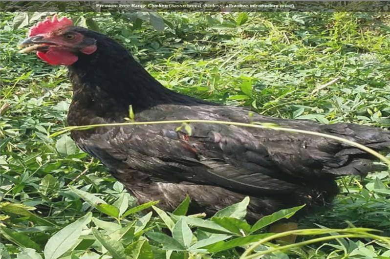 Freshtohome.com - Premium Free Range Chicken