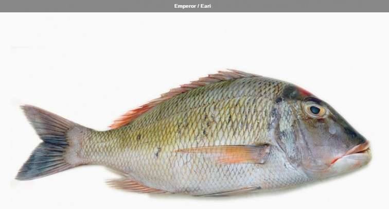 Emperor / Eari - Freshtohome Blog