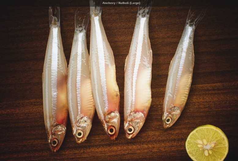 Anchovy / Natholi (Large) - Freshtohome Blog
