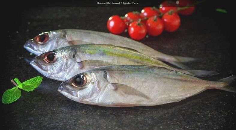 Horse Mackerel / Ayala Para - Freshtohome Blog