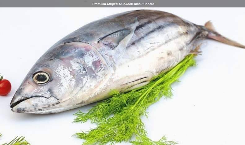Premium Striped SkipJack Tuna / Choora - Freshtohome Blog