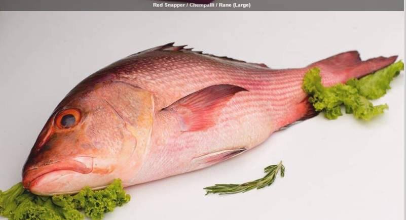 Red Snapper / Chempalli / Rane - Freshtohome Blog